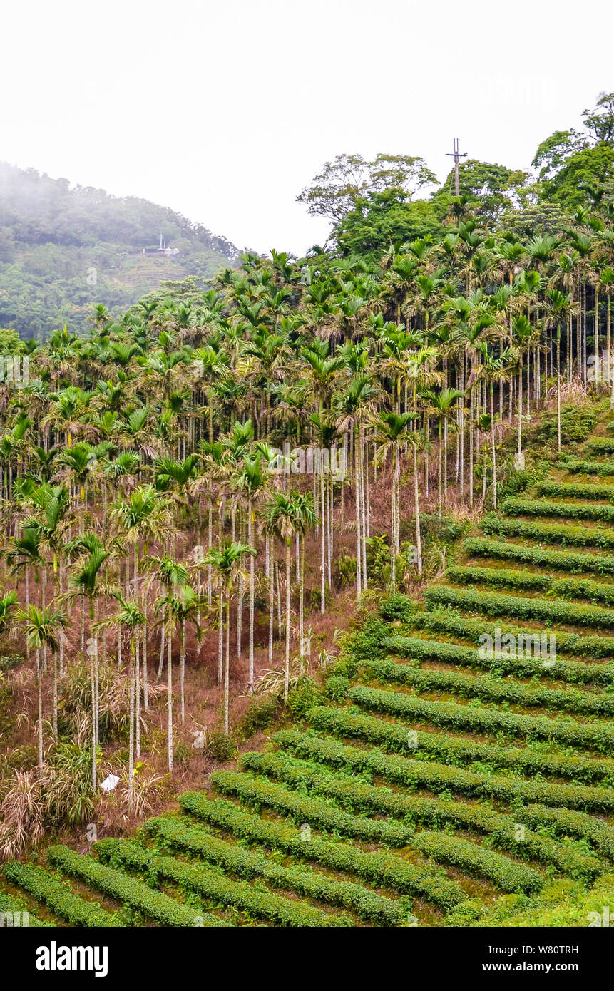 Vertical picture of moody landscape with terraced tea plantations ...