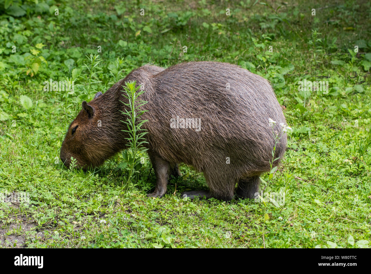 Capybaras - Hydrochaeris hydrochaeris - The largest living rodent in ...