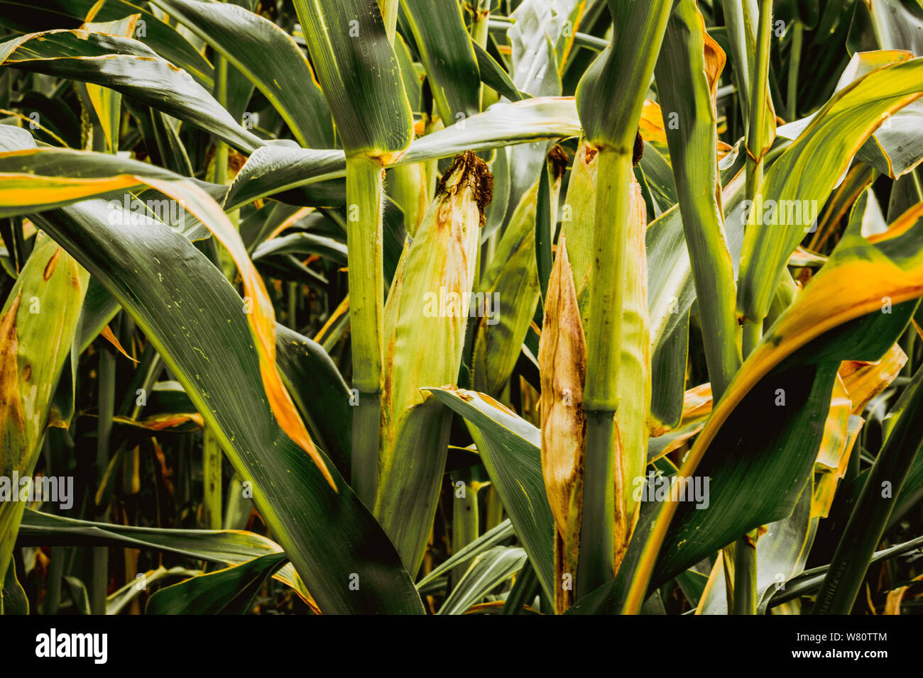 Field corn, animal feed, plants ready for cultivation near rural fields ...