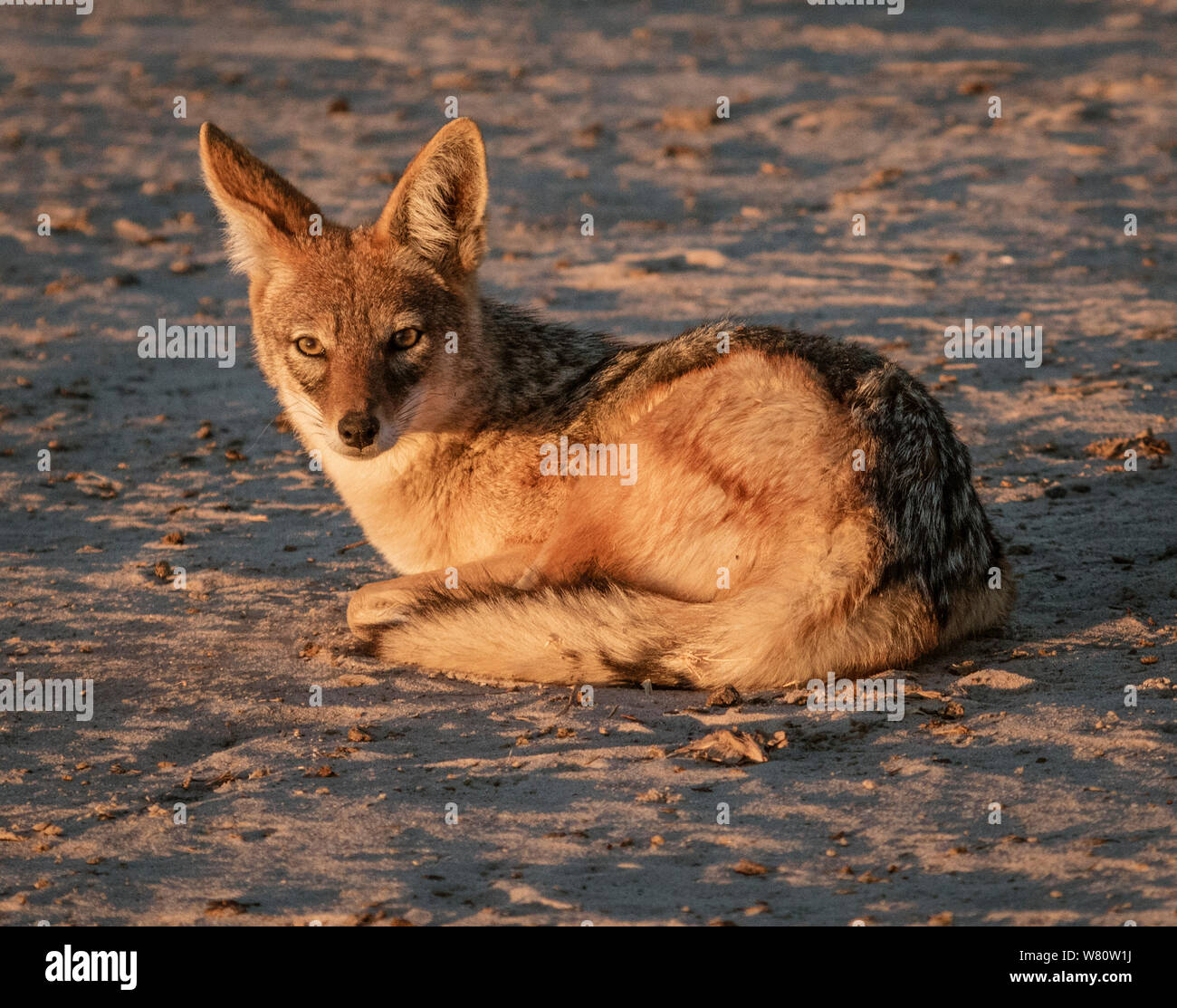 Jackal sits on the sand, looking at photographer in Namibia Stock Photo ...