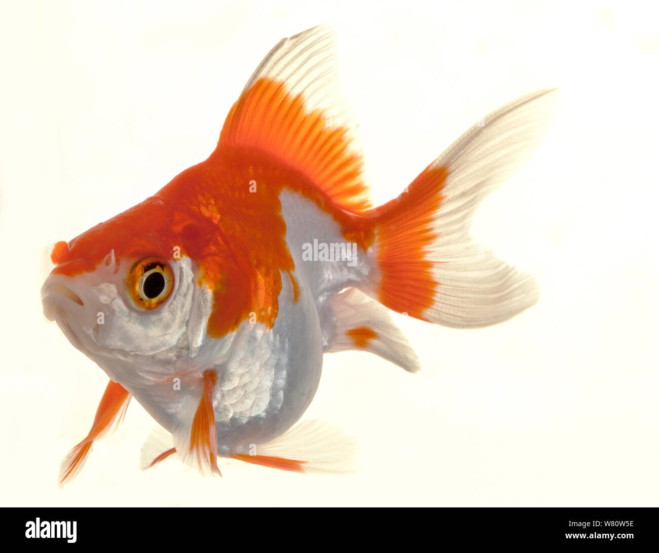 Isolated Approaching Goldfish swimming towards camera, close-up on ...