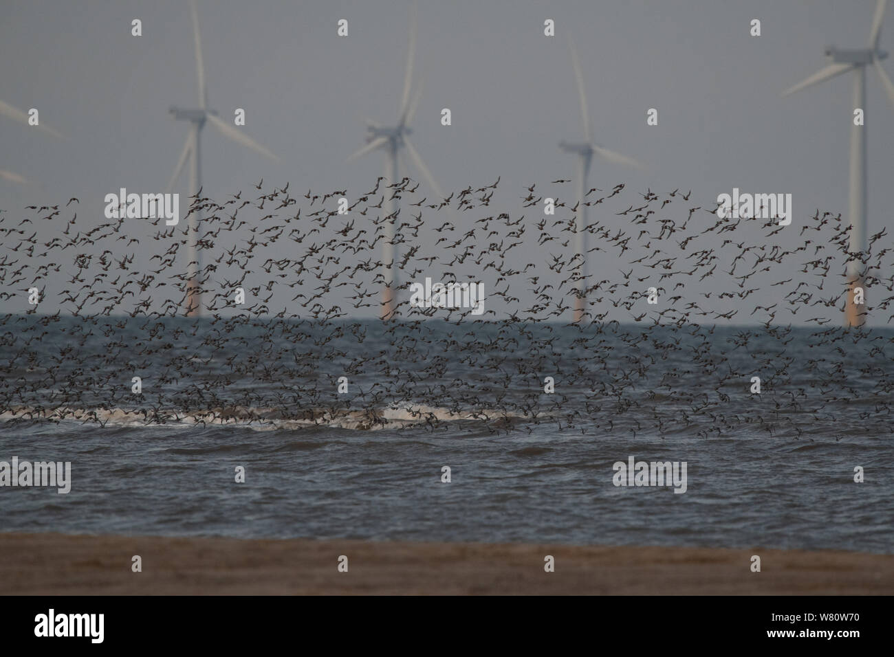 Flock of seabirds flying in formation with windturbine behind Stock ...