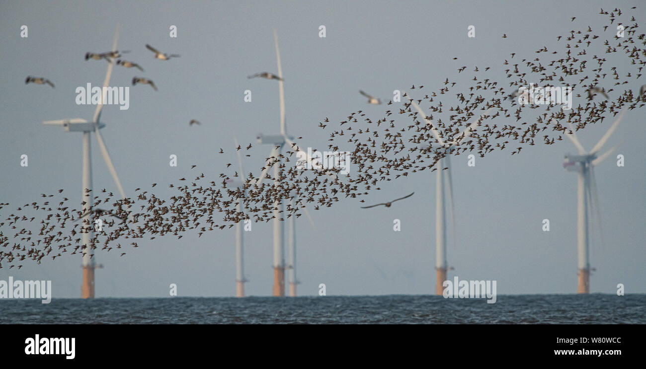 Flock of seabirds flying in formation with windturbine behind Stock ...
