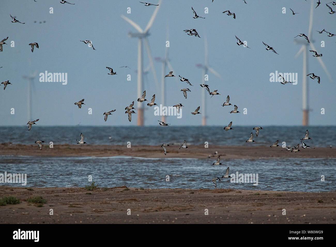Flock of seabirds flying in formation with windturbine behind Stock ...