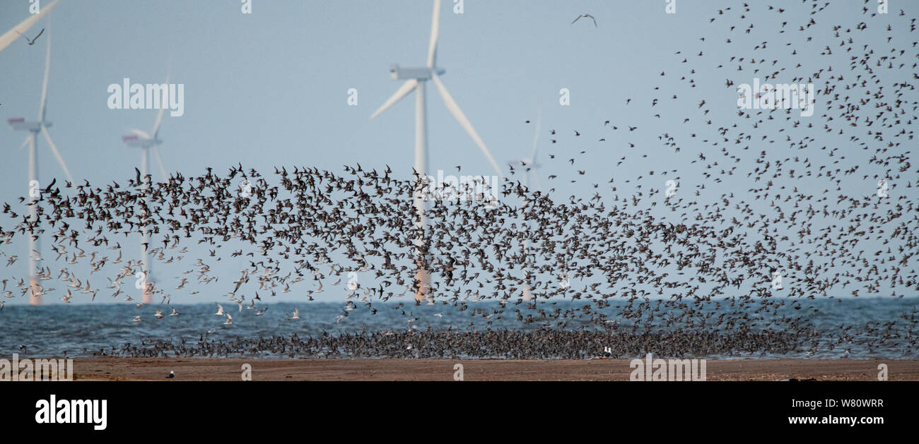 Flock of seabirds flying in formation with windturbine behind Stock ...