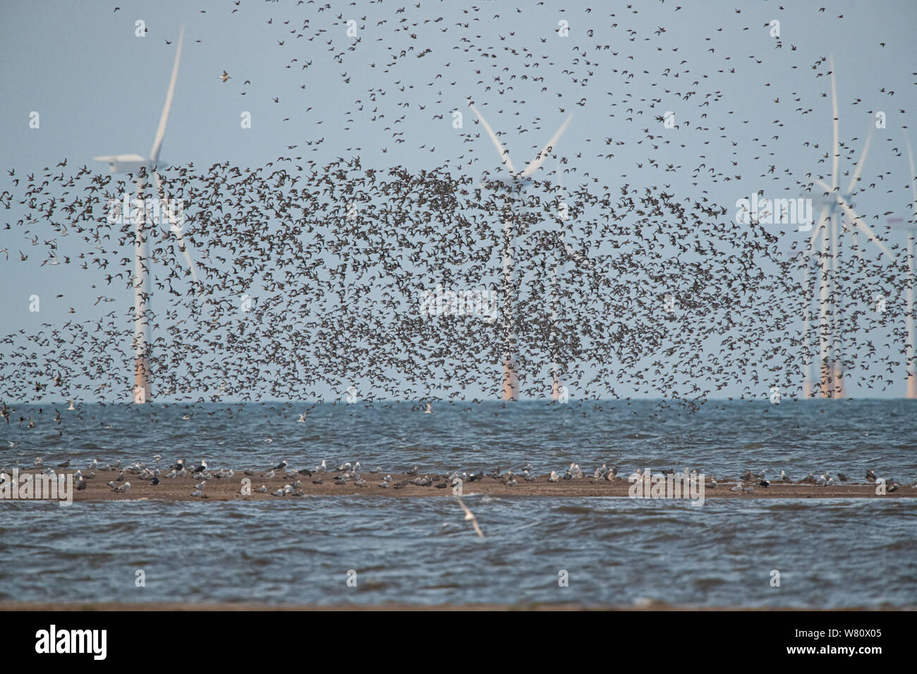 Flock of seabirds flying in formation with windturbine behind Stock ...