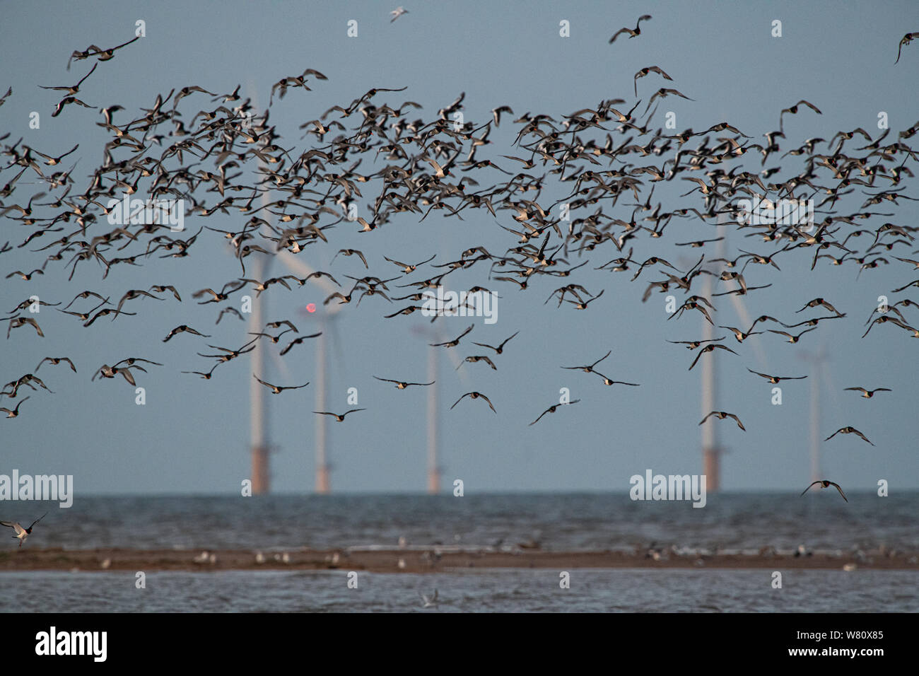 Flock of seabirds flying in formation with windturbine behind Stock ...