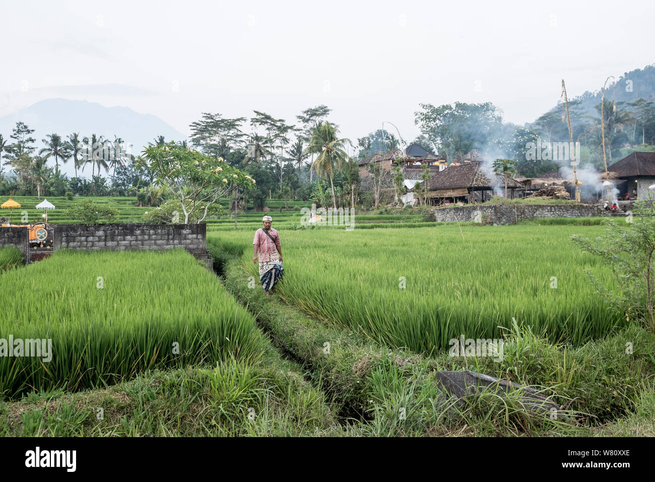 A man walks through the rice fields during a full moon festival in ...