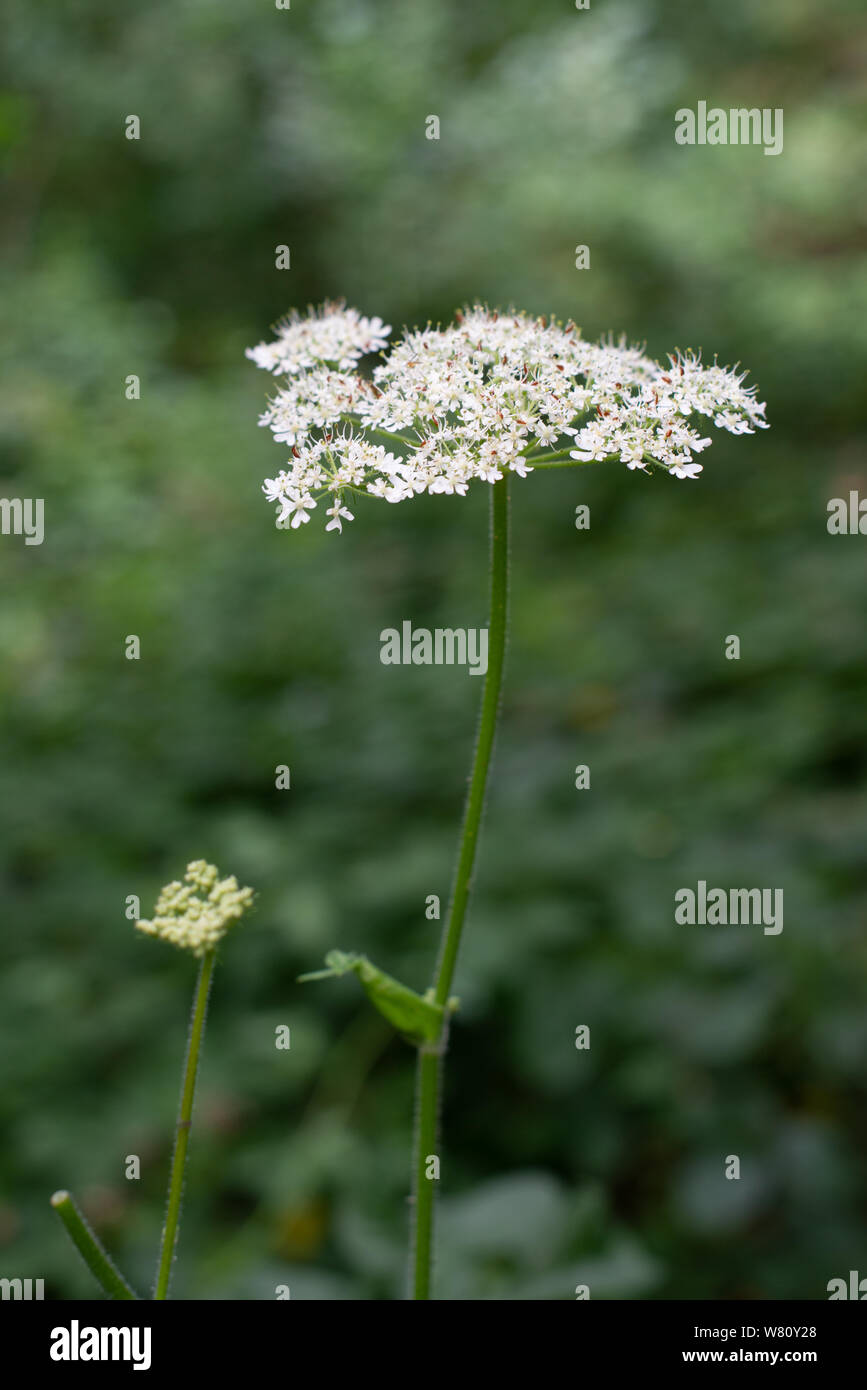 White weed hi-res stock photography and images - Alamy