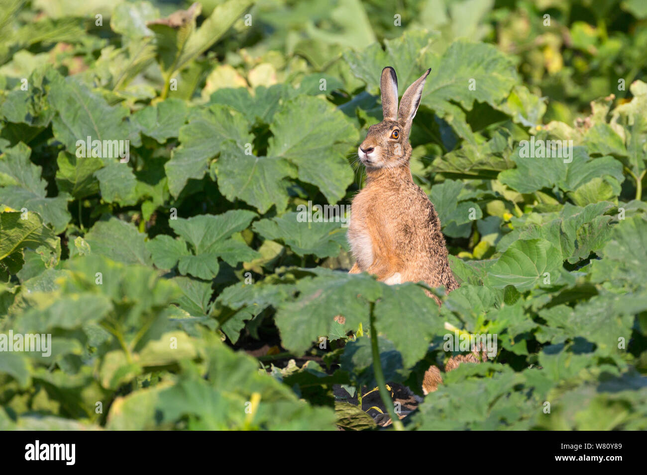 Hare face hi-res stock photography and images - Alamy