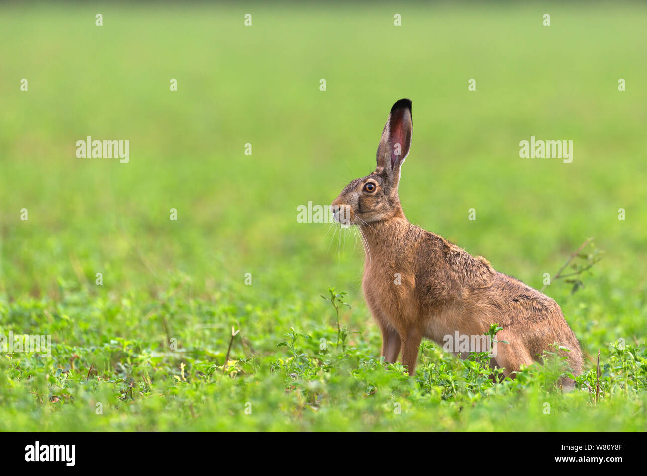 Hare face hi-res stock photography and images - Alamy