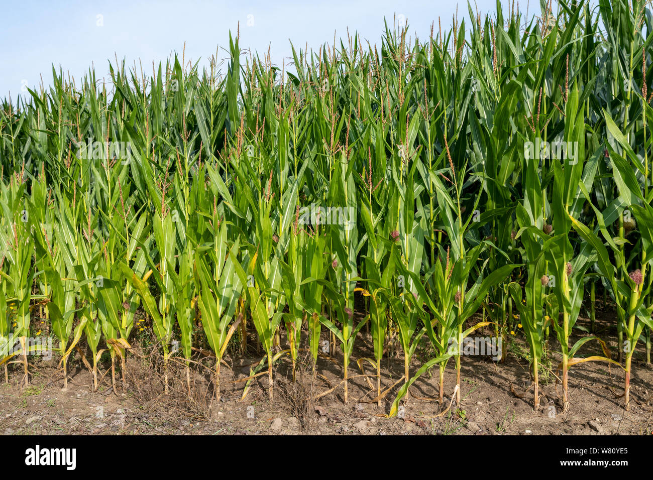 Corn field in Central Europe. Plants destroyed by drought. Summer ...