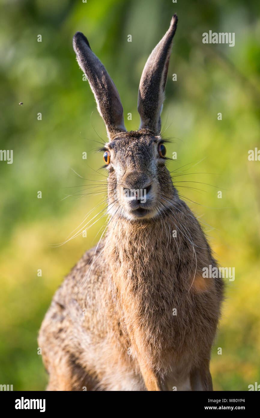 hare on meadow Stock Photo - Alamy