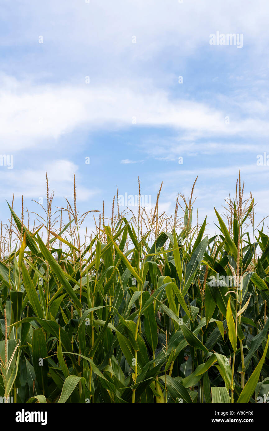 Detail of a corn field under a blue sky with clouds Stock Photo - Alamy
