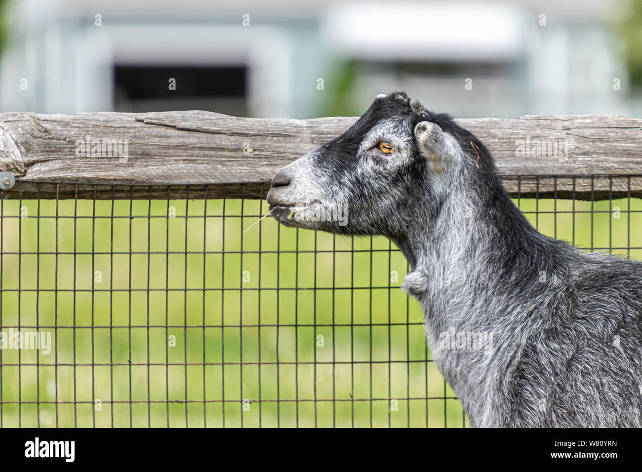 Headshot of a gray goat standing by a fence Stock Photo - Alamy
