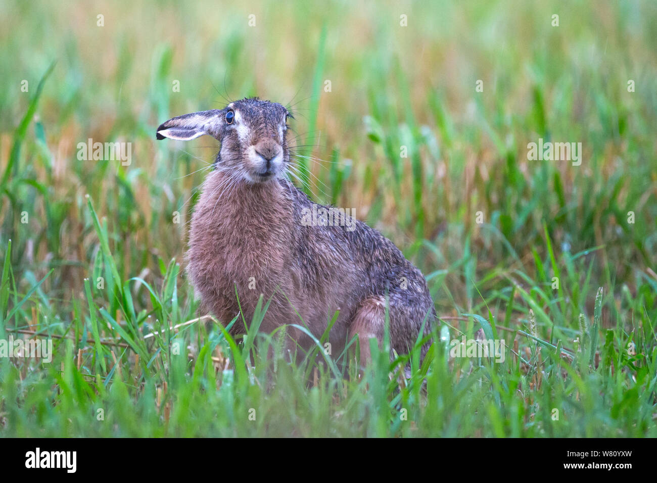 Hare face hi-res stock photography and images - Alamy