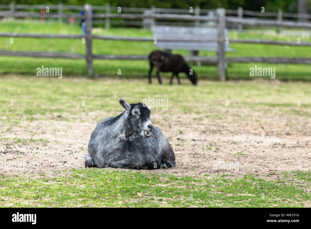 A sitting goat is ruminating Stock Photo - Alamy