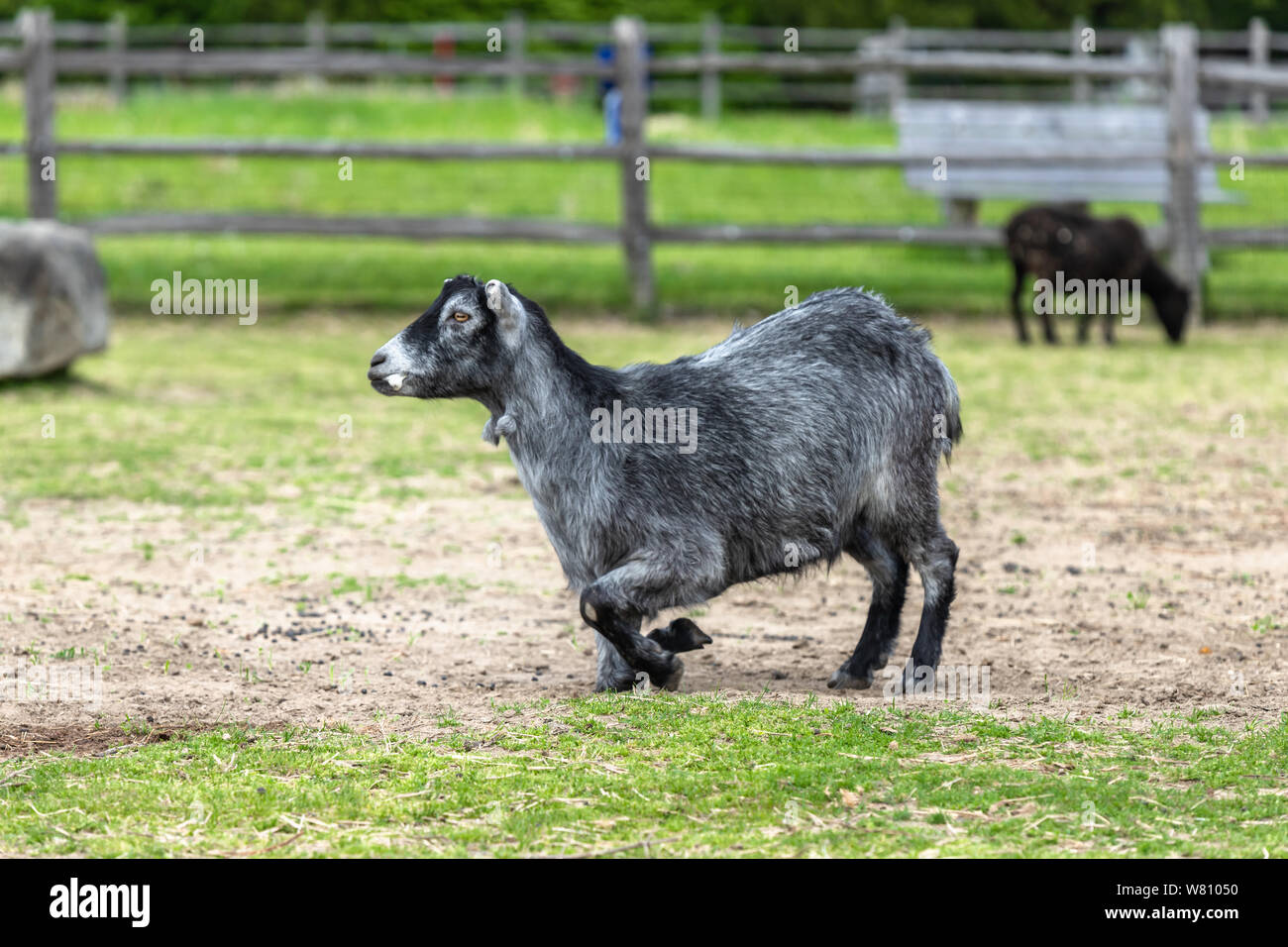 Goat position hi-res stock photography and images - Alamy