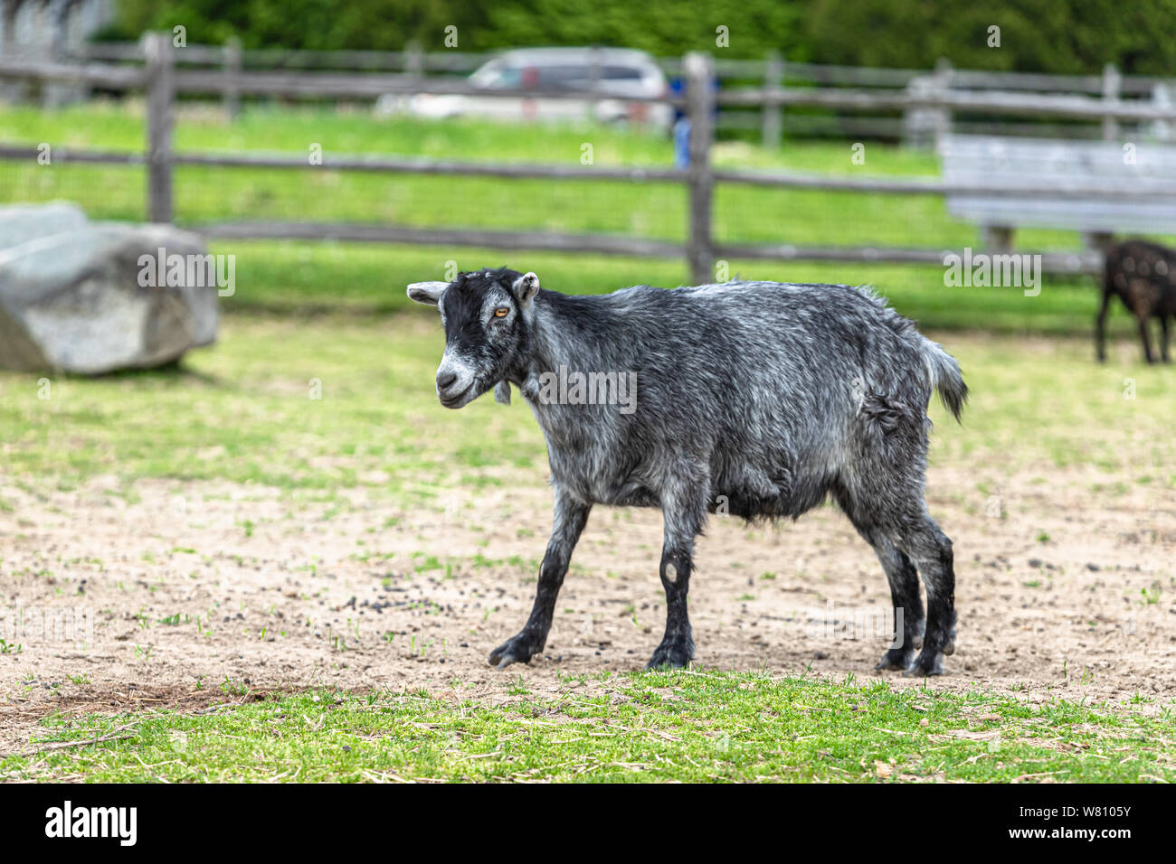 Zoo goat hi-res stock photography and images - Alamy