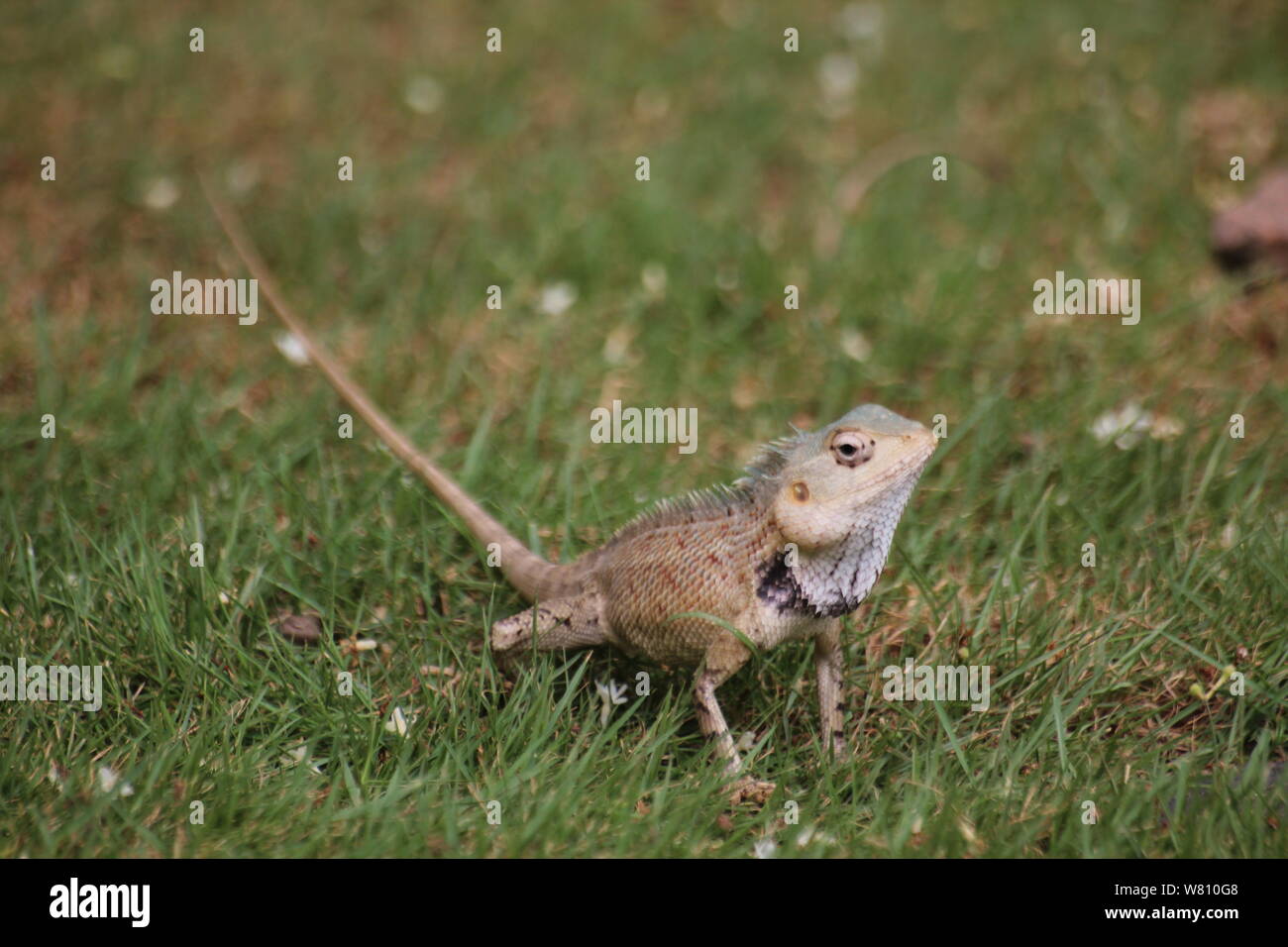 Lizard in India Stock Photo - Alamy
