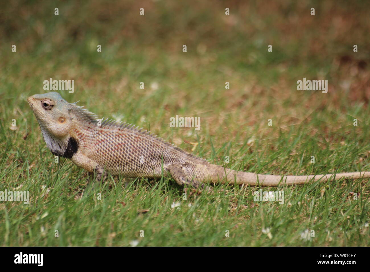 Lizard In India Stock Photo Alamy lizard-in-india-stock-photo-alamy