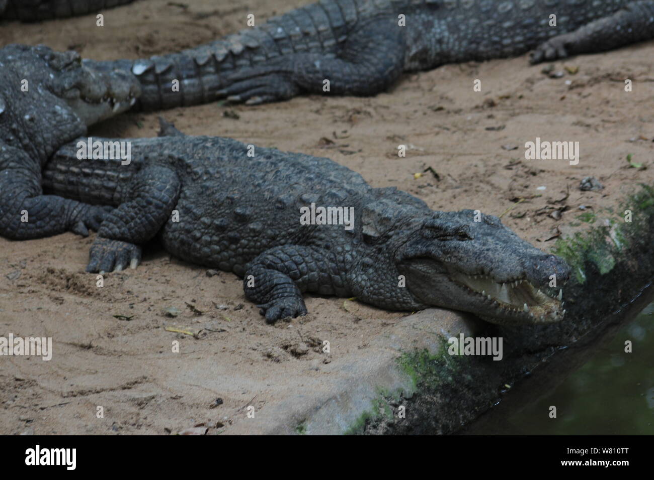 Madras Crocodile Bank centre Stock Photo - Alamy