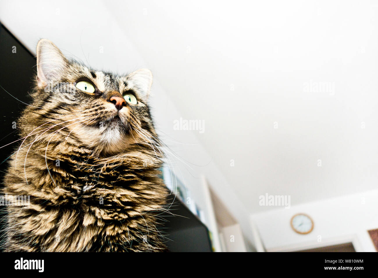 European shorthair cat portrait Stock Photo - Alamy