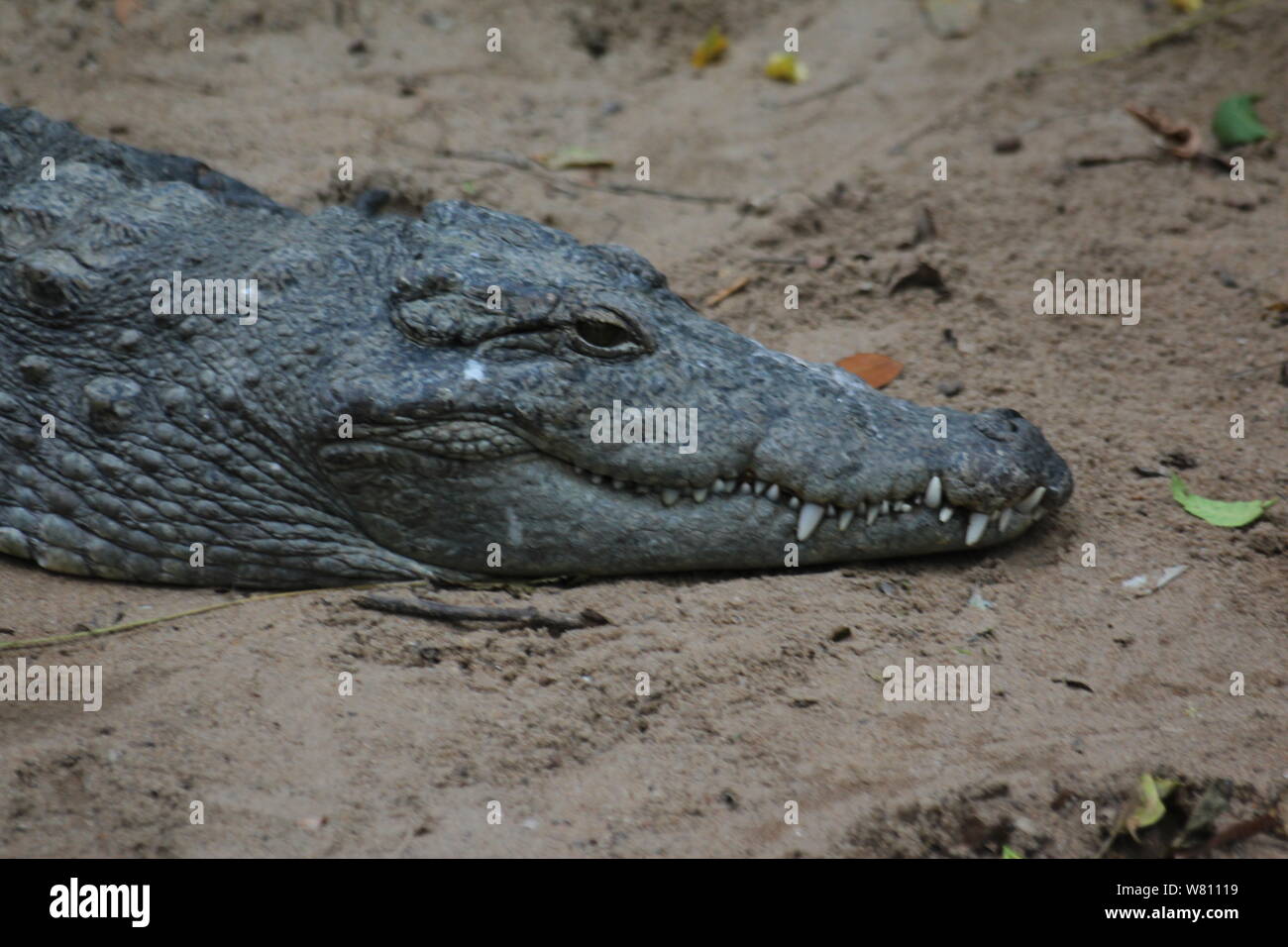 Madras Crocodile Bank centre Stock Photo - Alamy