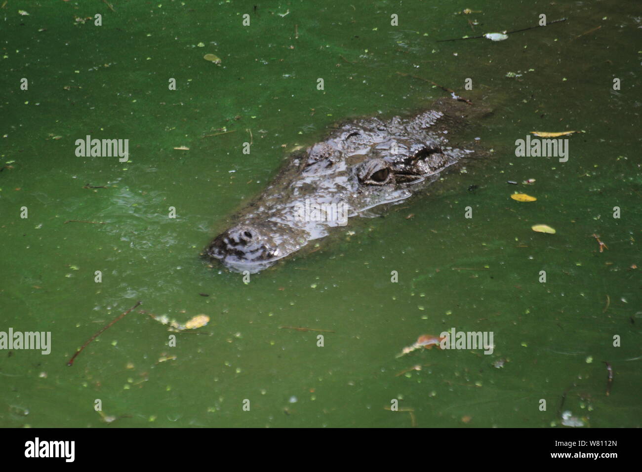 Madras Crocodile Bank centre Stock Photo - Alamy