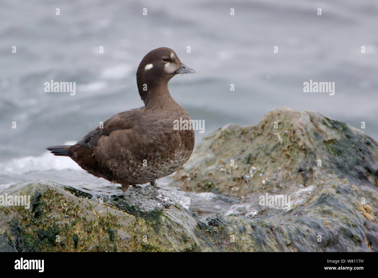 Female harlequin duck hi-res stock photography and images - Alamy