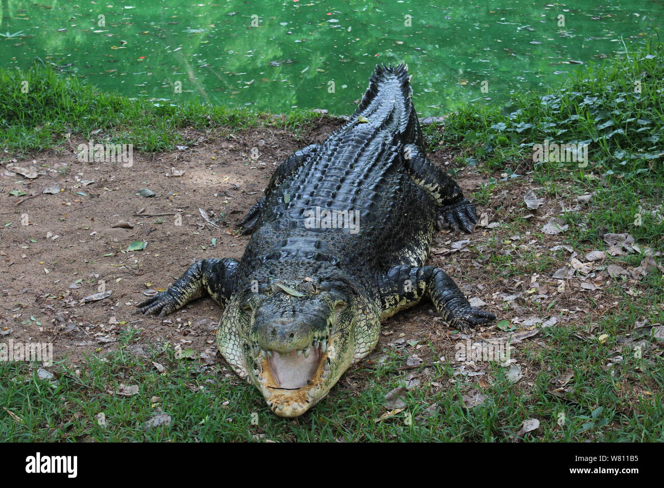 Madras Crocodile Bank centre Stock Photo - Alamy