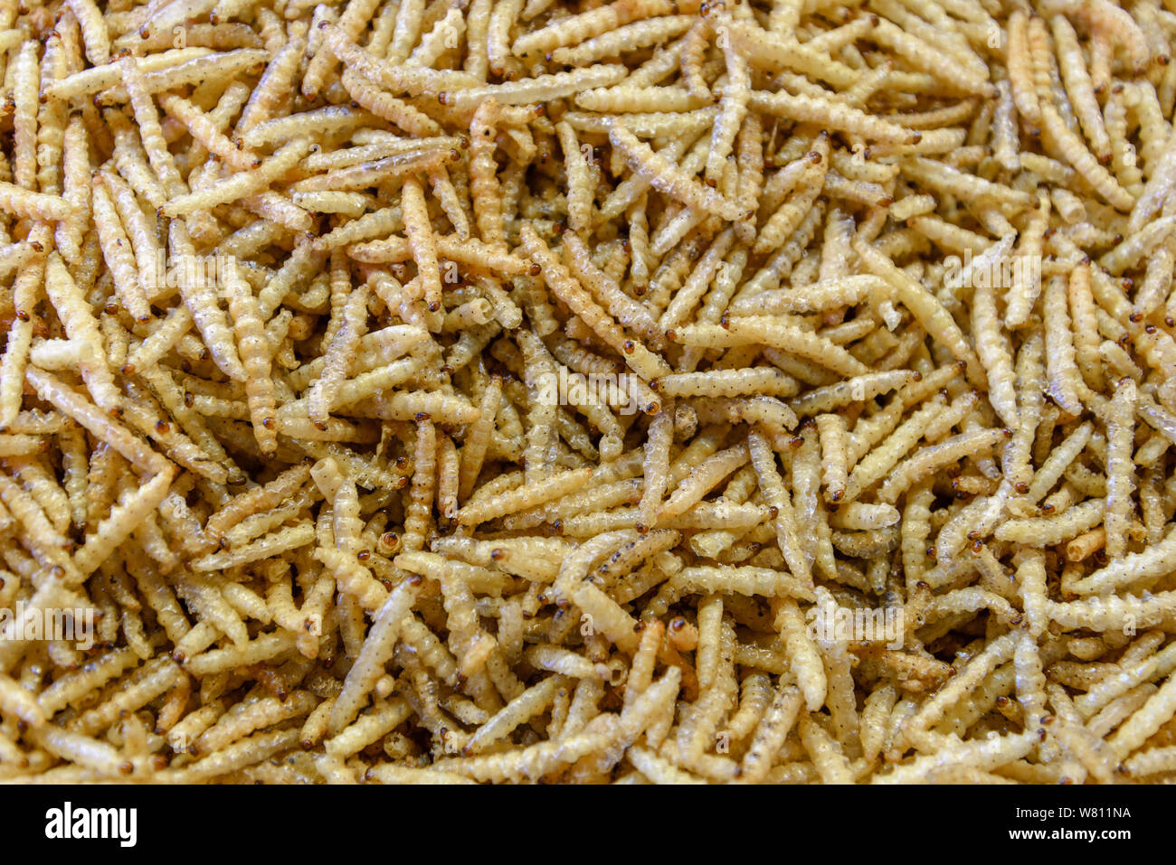 Fried or bake bamboo worm, pupae in Bamboo, eating insect culture as ...