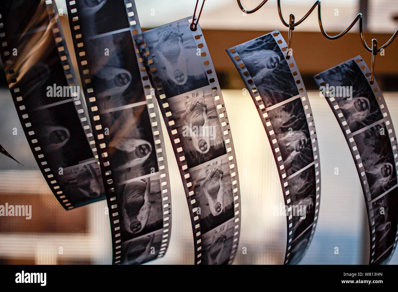 Wiped down with a solution of rubbing alcohol, strips of film negatives ...