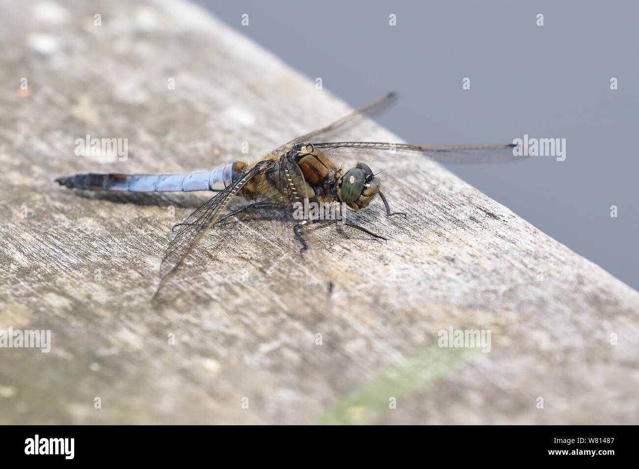 Male Black Tailed Skimmer High Resolution Stock Photography and Images ...