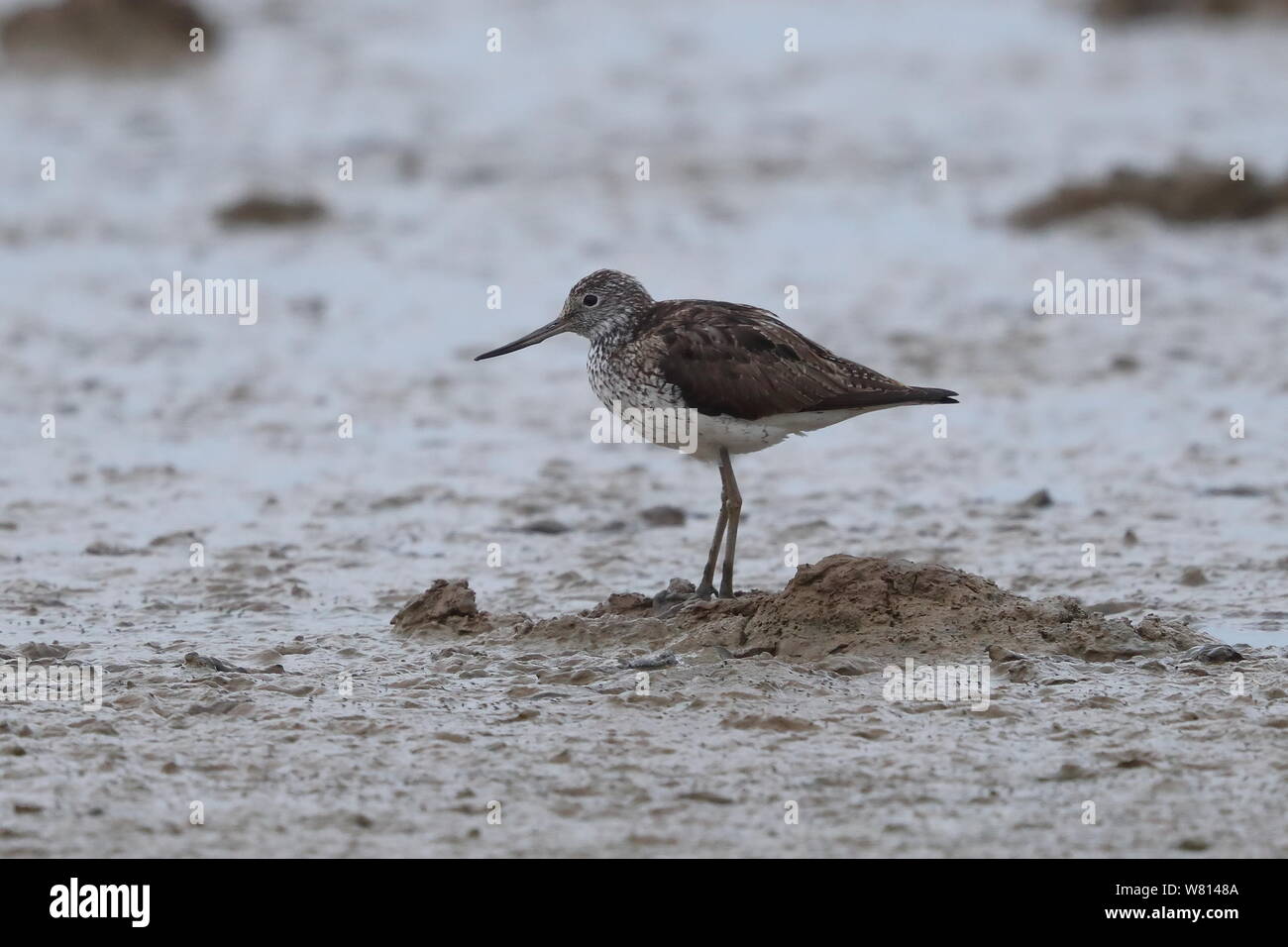 Greenshank uk hi-res stock photography and images - Alamy