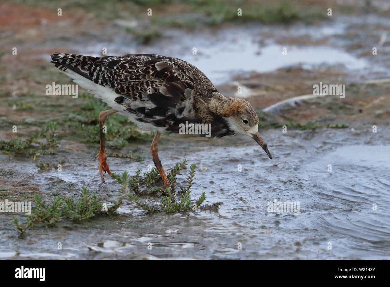 Adult Ruff in ear breeding pumage Stock Photo - Alamy