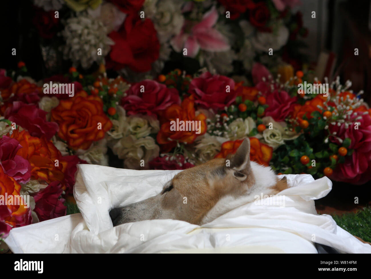 The remains of 12-year-old dog, name is Meji seen on a tray during its ...