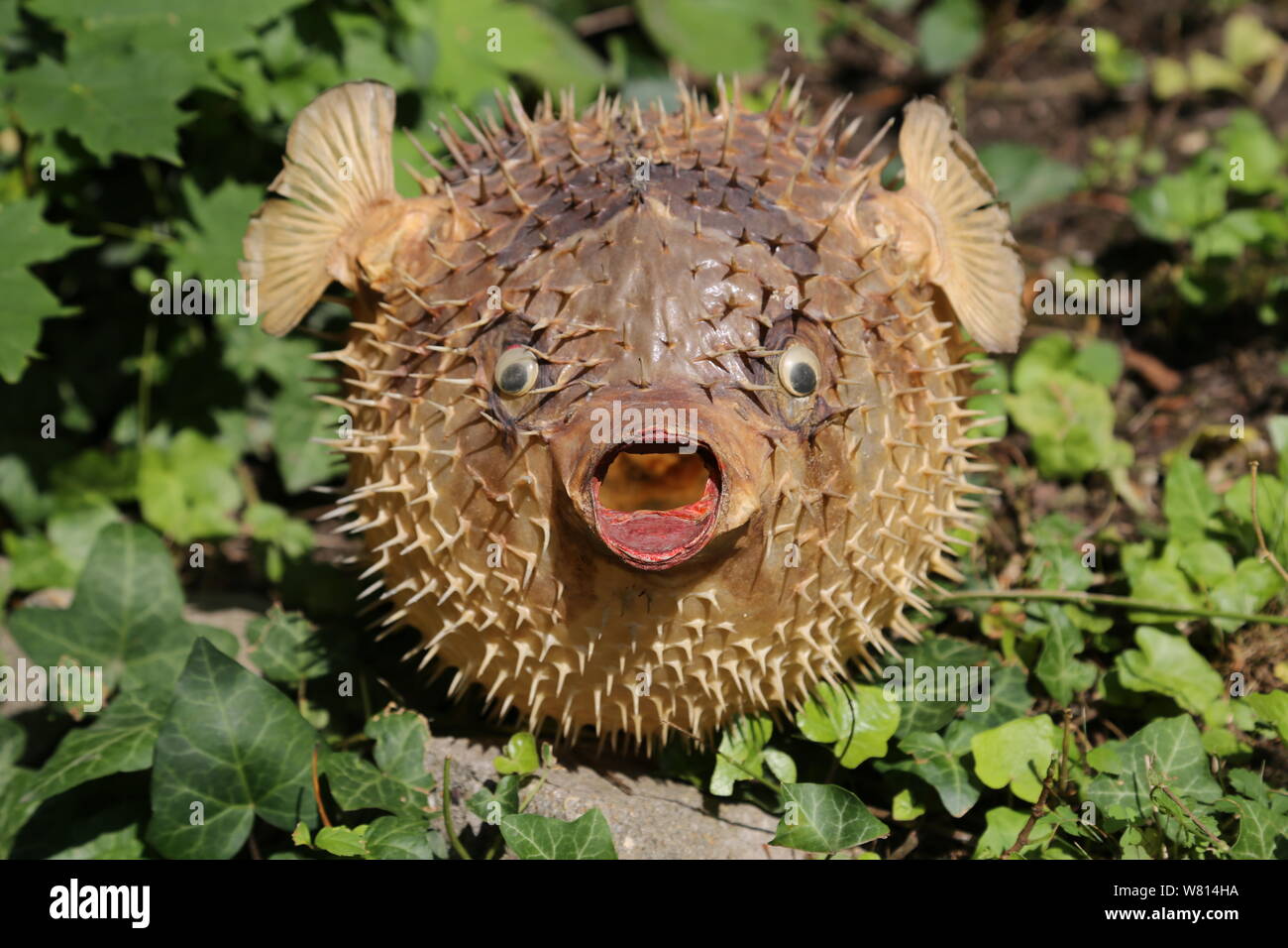 Photo of a prepared blowfish against blurred background Stock Photo - Alamy