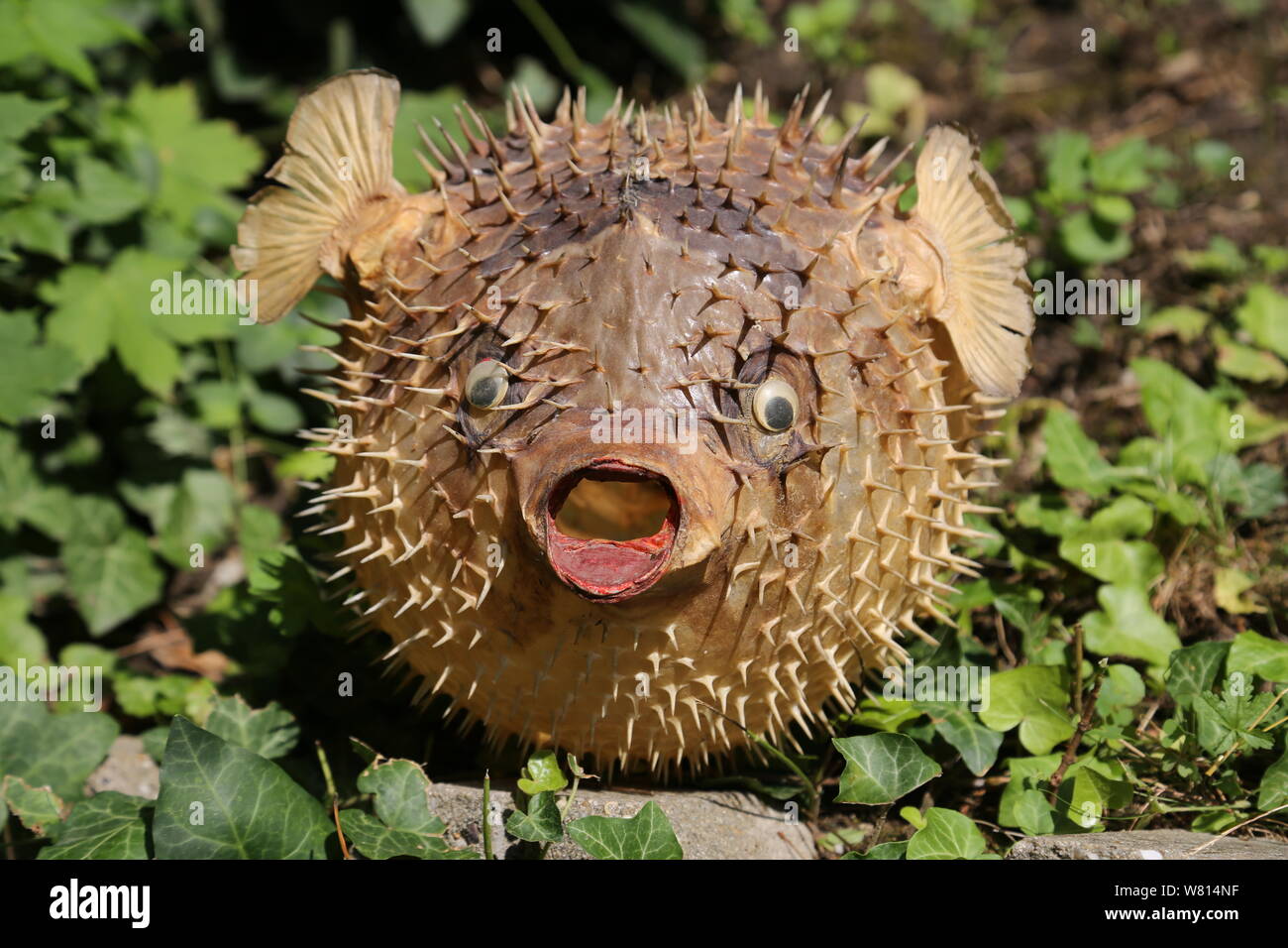 Photo of a prepared blowfish against blurred background Stock Photo - Alamy