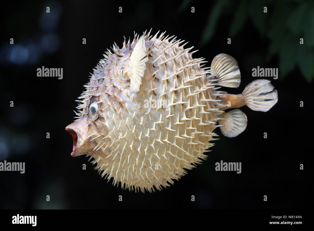 Photo of a prepared blowfish against black background Stock Photo - Alamy