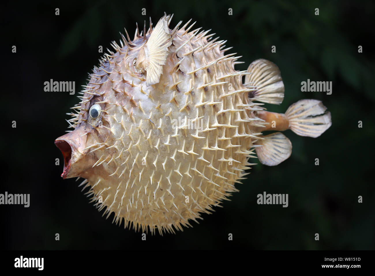 Photo of a prepared blowfish against black background Stock Photo - Alamy