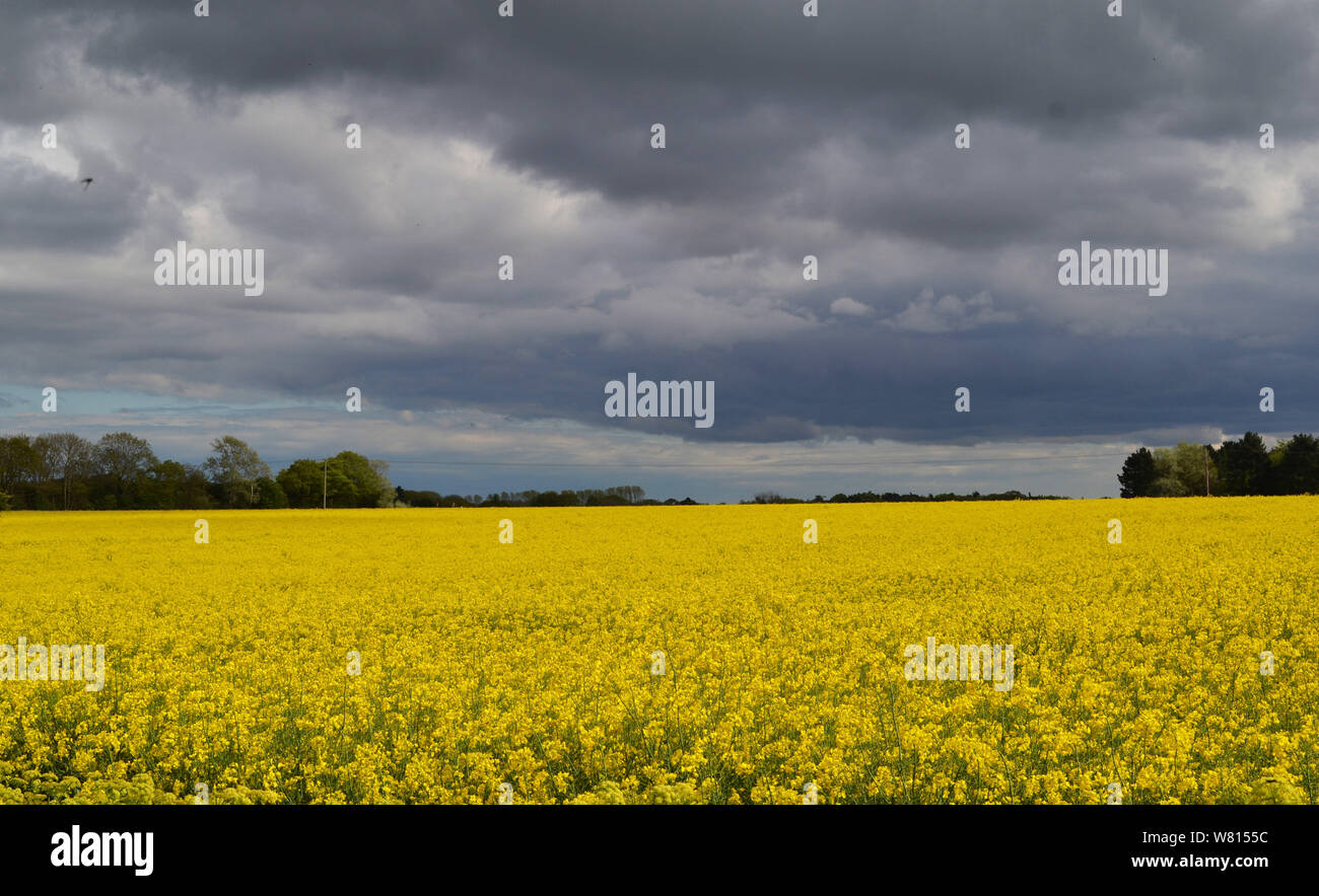 Field of rapeseed hi-res stock photography and images - Alamy