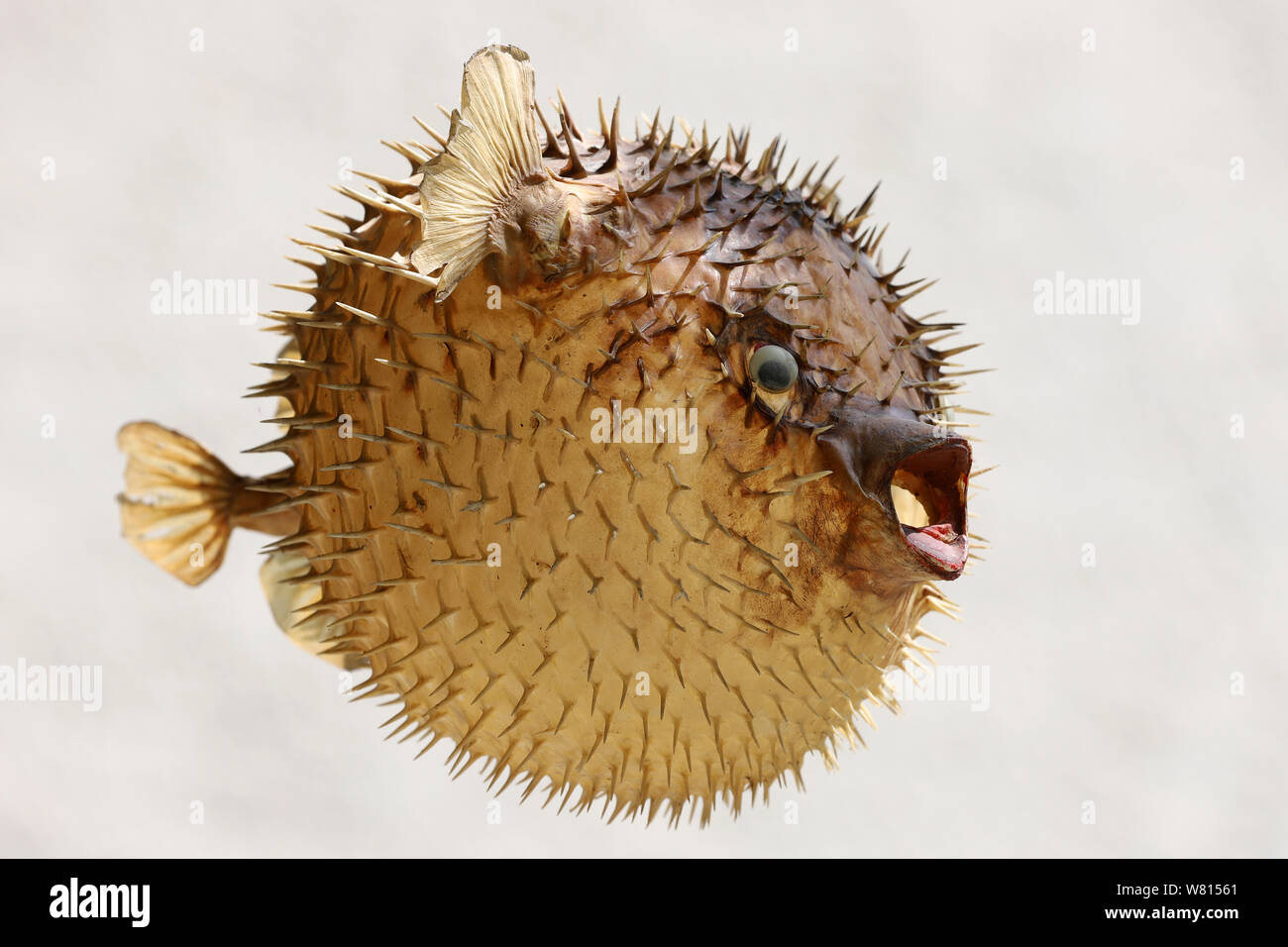 Photo of a prepared blowfish against white background Stock Photo - Alamy