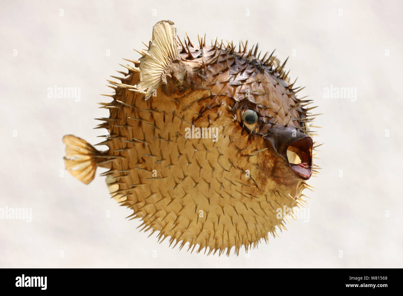 Photo of a prepared blowfish against white background Stock Photo - Alamy