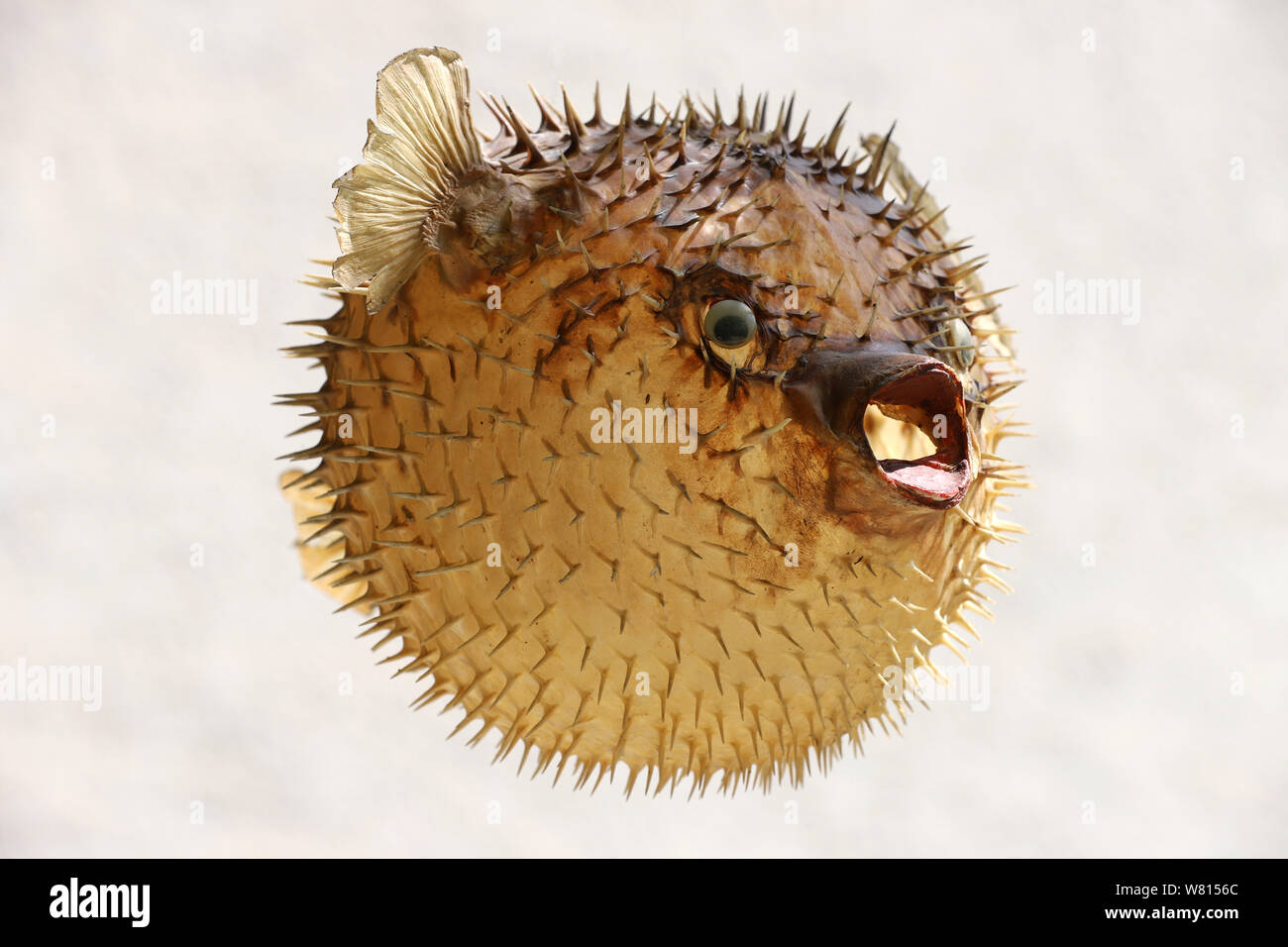Photo of a prepared blowfish against white background Stock Photo - Alamy
