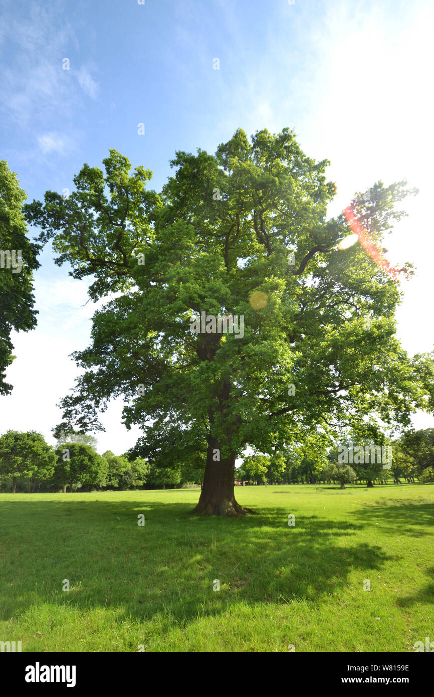 Maple tree nature hi-res stock photography and images - Alamy