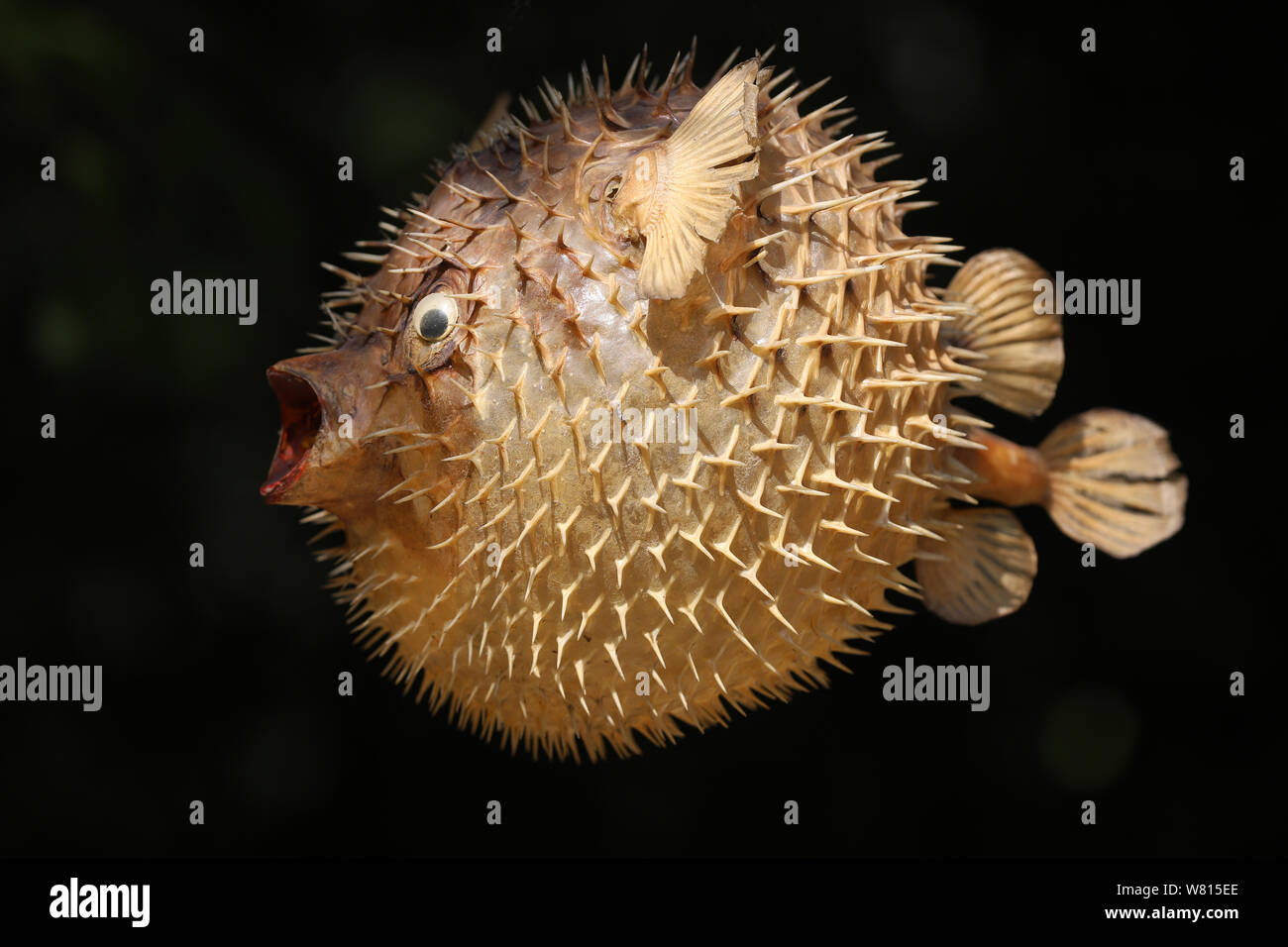 Photo of a prepared blowfish against black background Stock Photo - Alamy