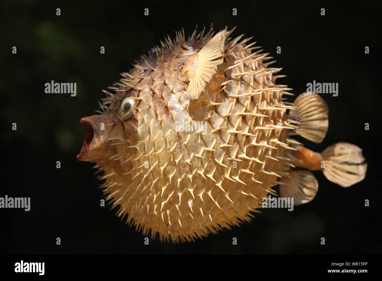 Photo of a prepared blowfish against black background Stock Photo - Alamy