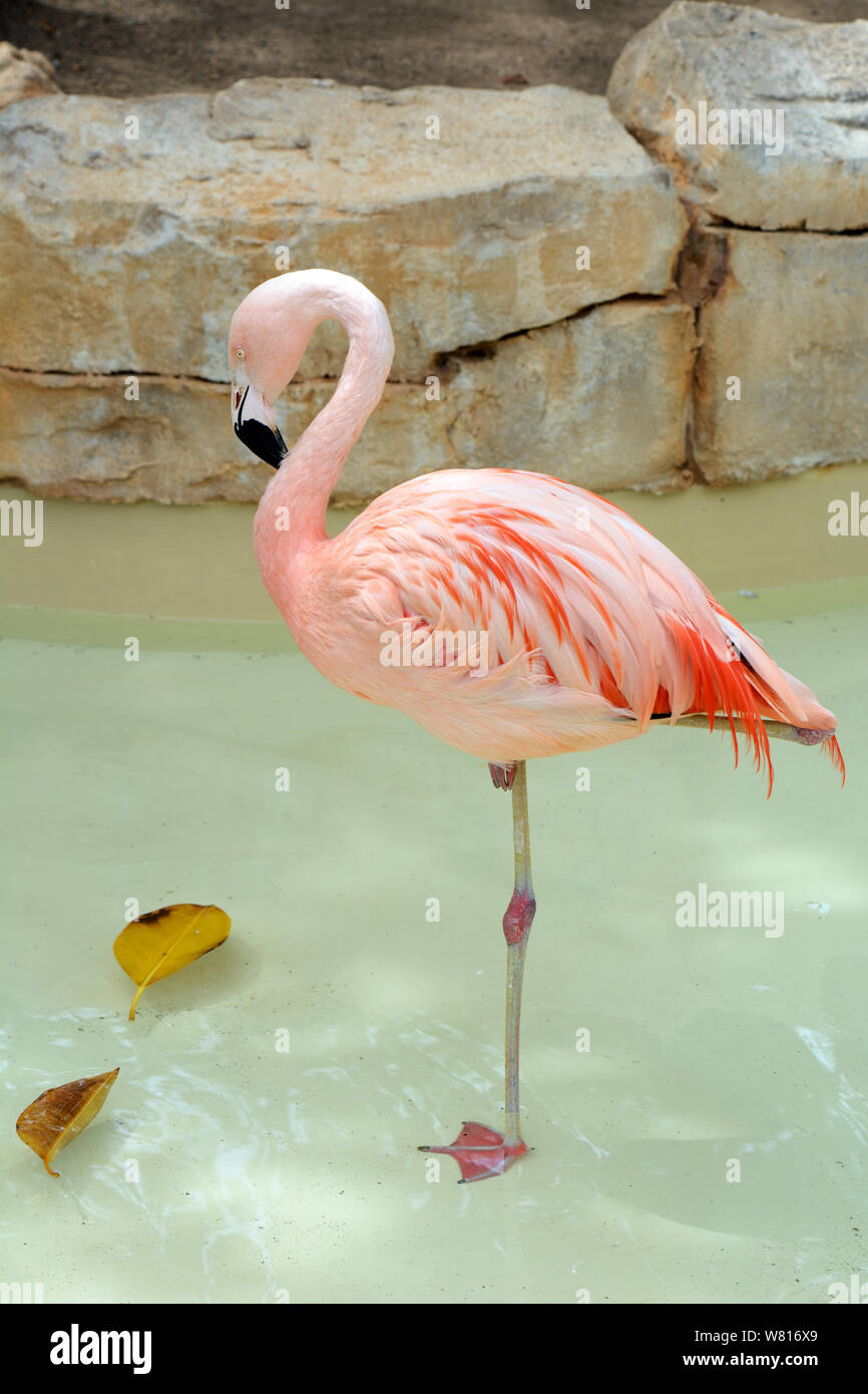 Flamingo Standing