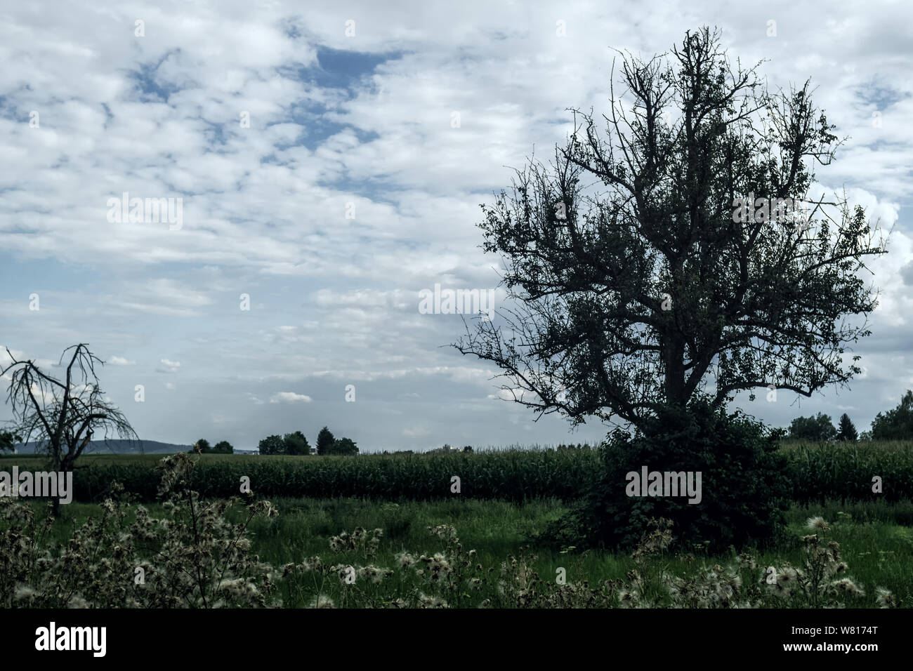 A dark and almost bare tree below a cloudy sky Stock Photo - Alamy